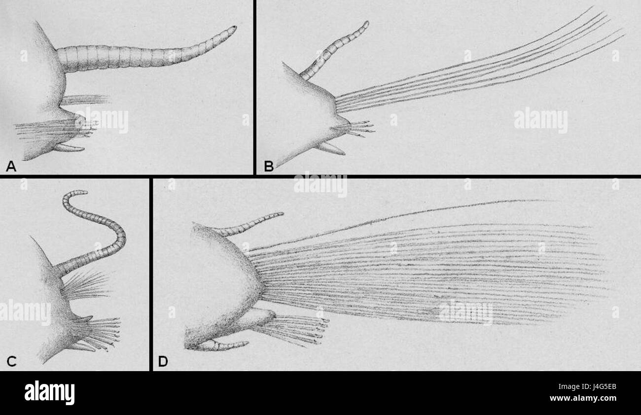 Syllidae hi-res stock photography and images - Alamy