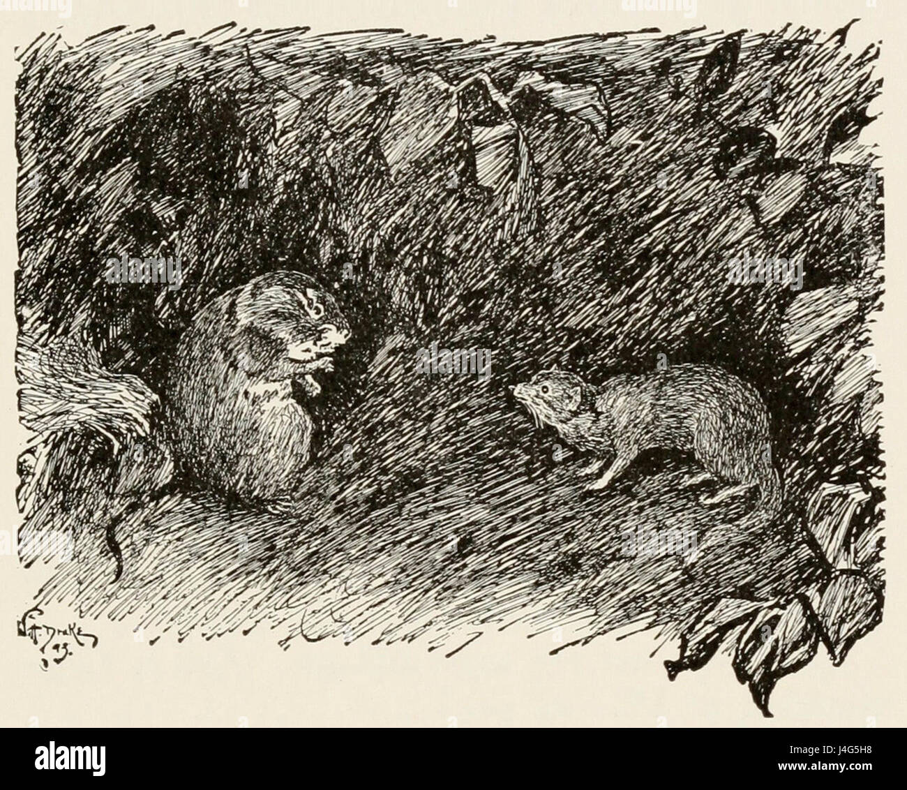 Chuchundra hi-res stock photography and images - Alamy