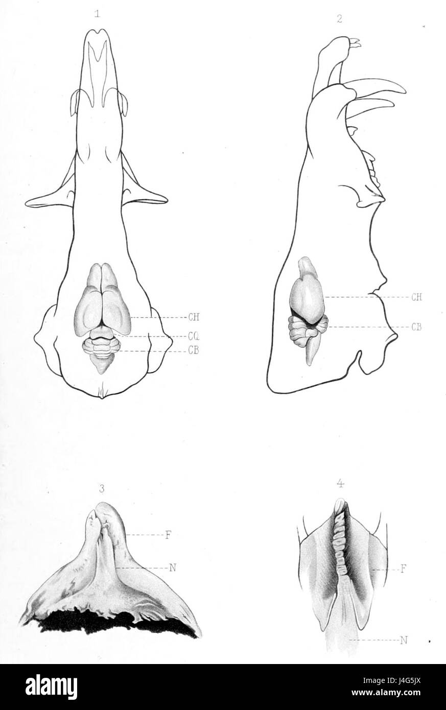 The Tenrec ecaudatus skull and brain, studied in 1901, provide valuable ...