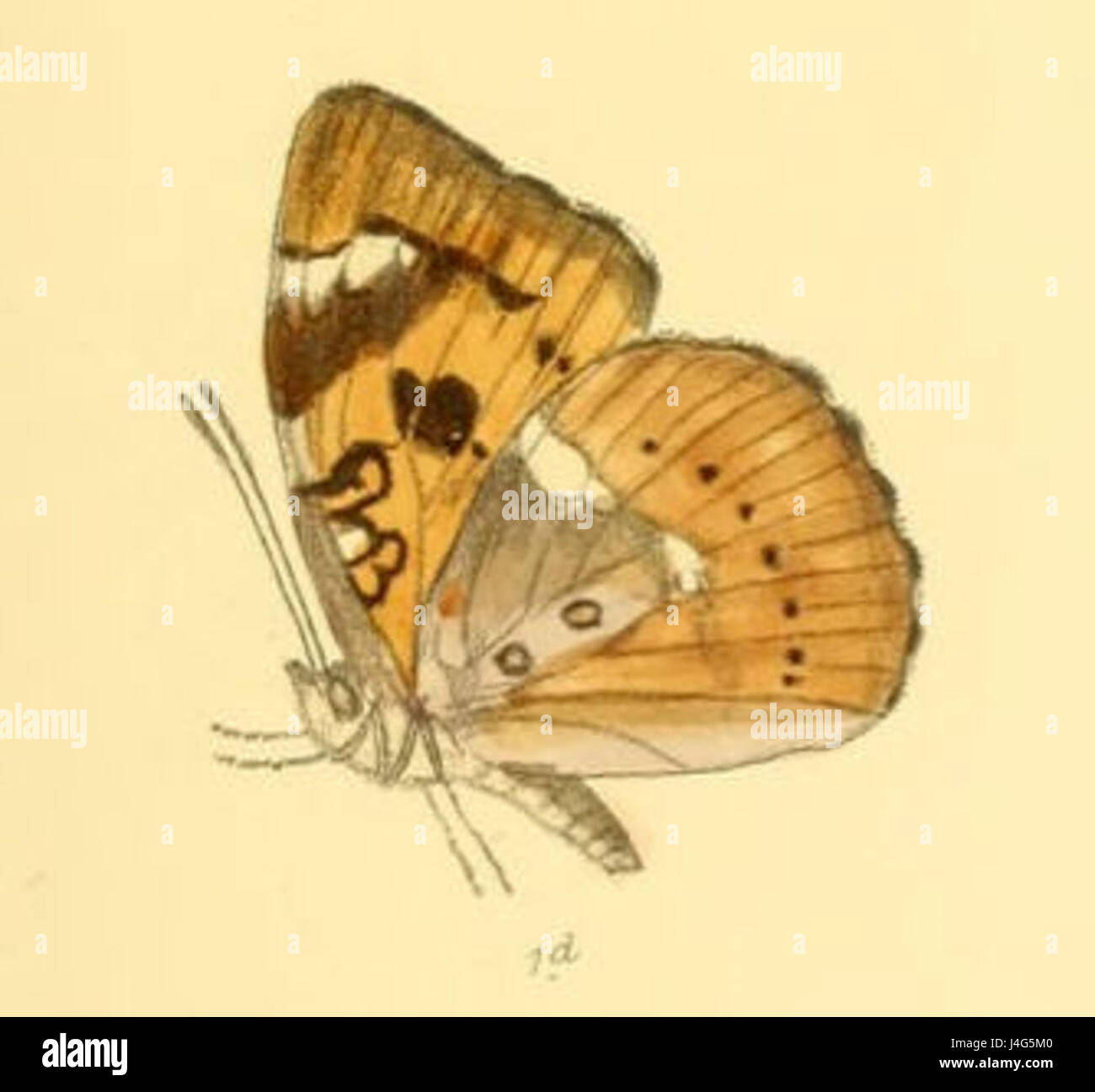 This reference likely indicates an entry for Symphaedra Nais, a species ...