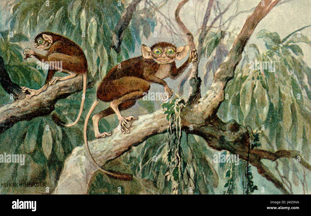 Tarsius research hi-res stock photography and images - Alamy