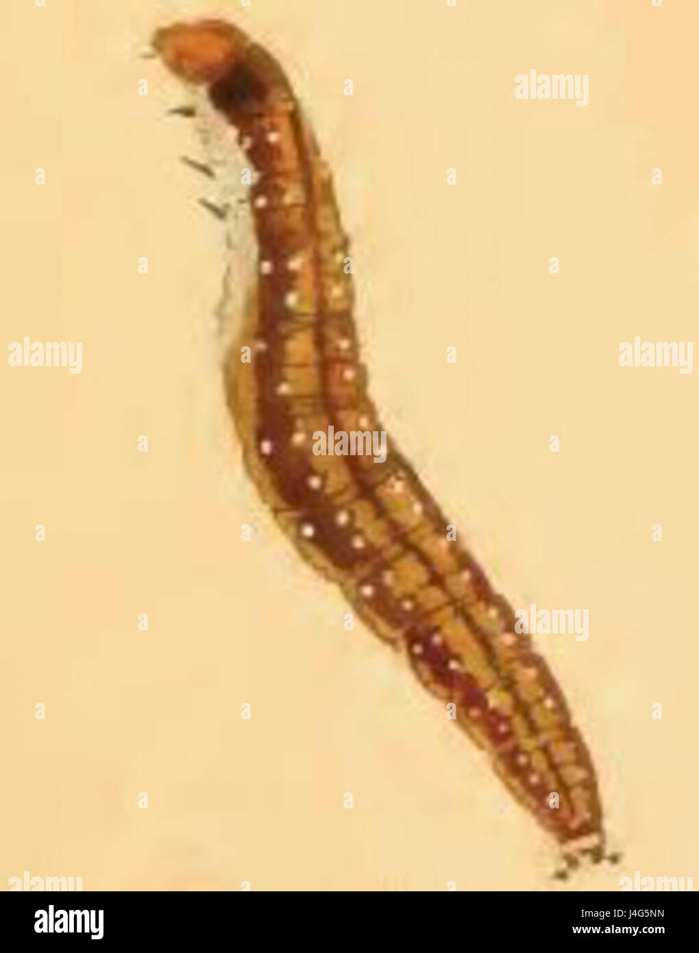 The Swammerdamia caesiella is a moth species, and its larva stage is ...