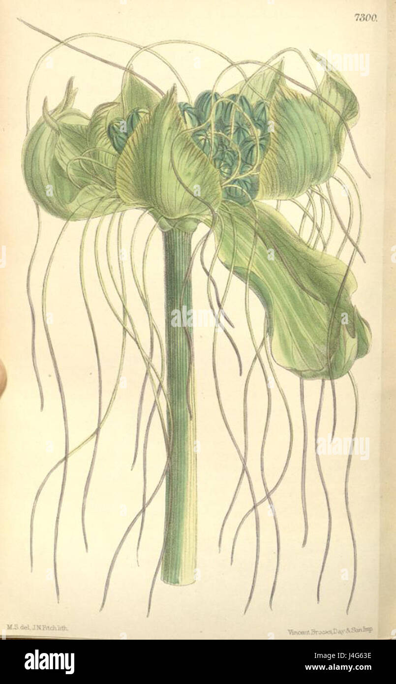 Tacca pinnatifida 1 Stock Photo - Alamy