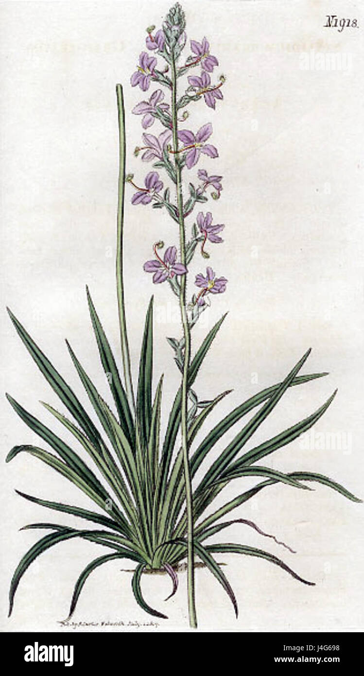 Stylidium graminifolium, also known as the trigger plant, is a species ...