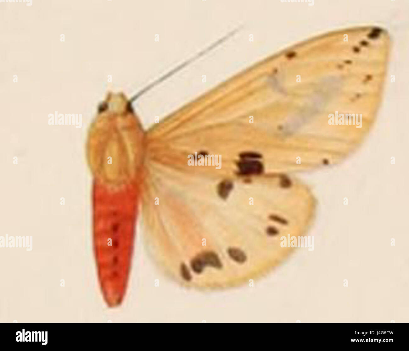 Spilarctia hi-res stock photography and images - Alamy