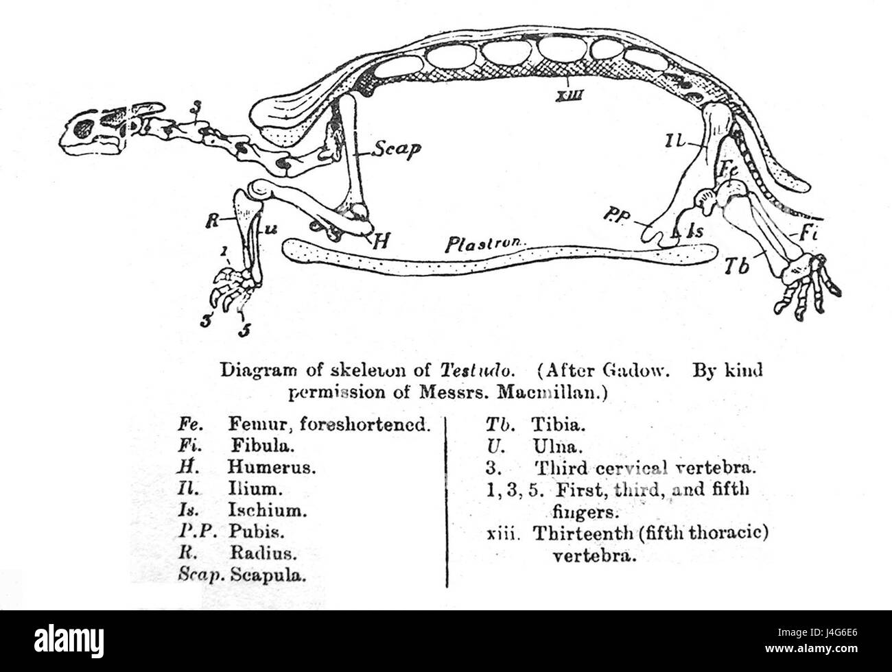 Skeleton of tortoise hi-res stock photography and images - Alamy