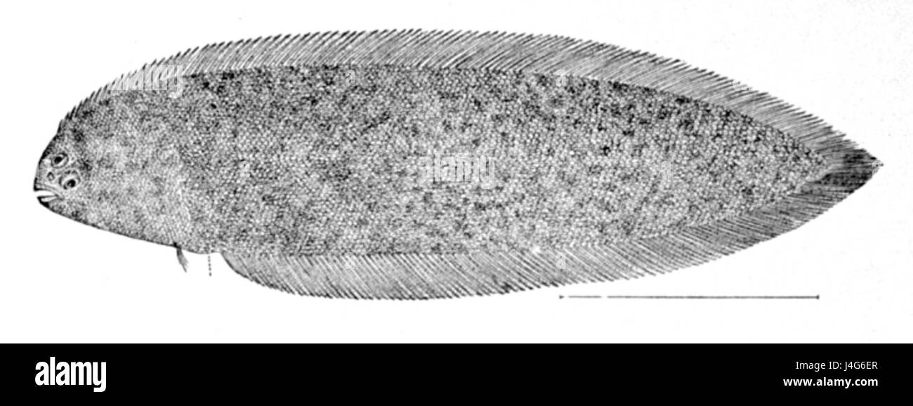 Symphurus hi-res stock photography and images - Alamy