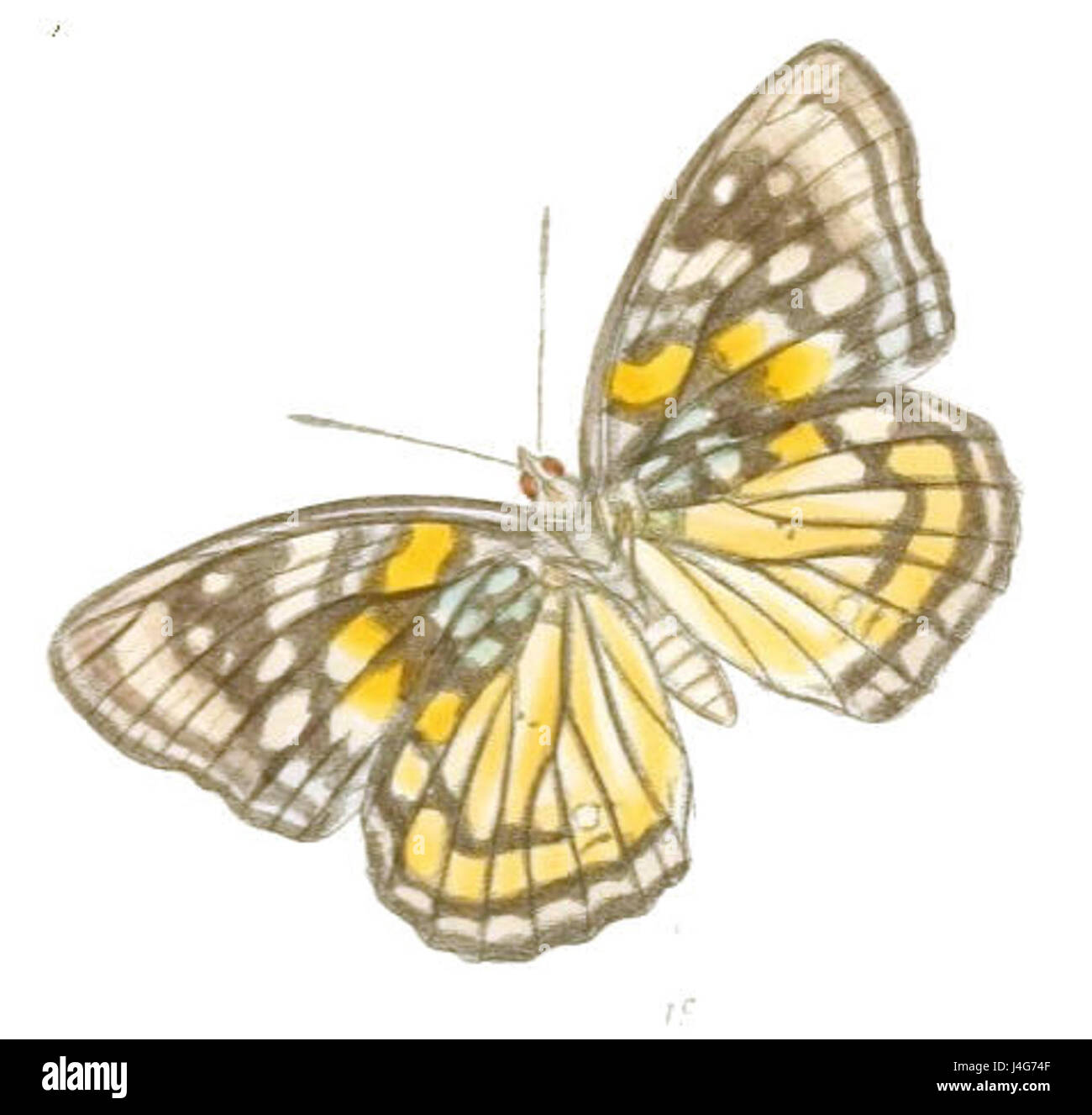 Distinctive striking coloration hi-res stock photography and images - Alamy