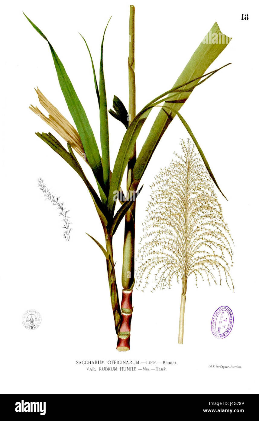 Saccharum officinarum Blanco1.18 Stock Photo - Alamy