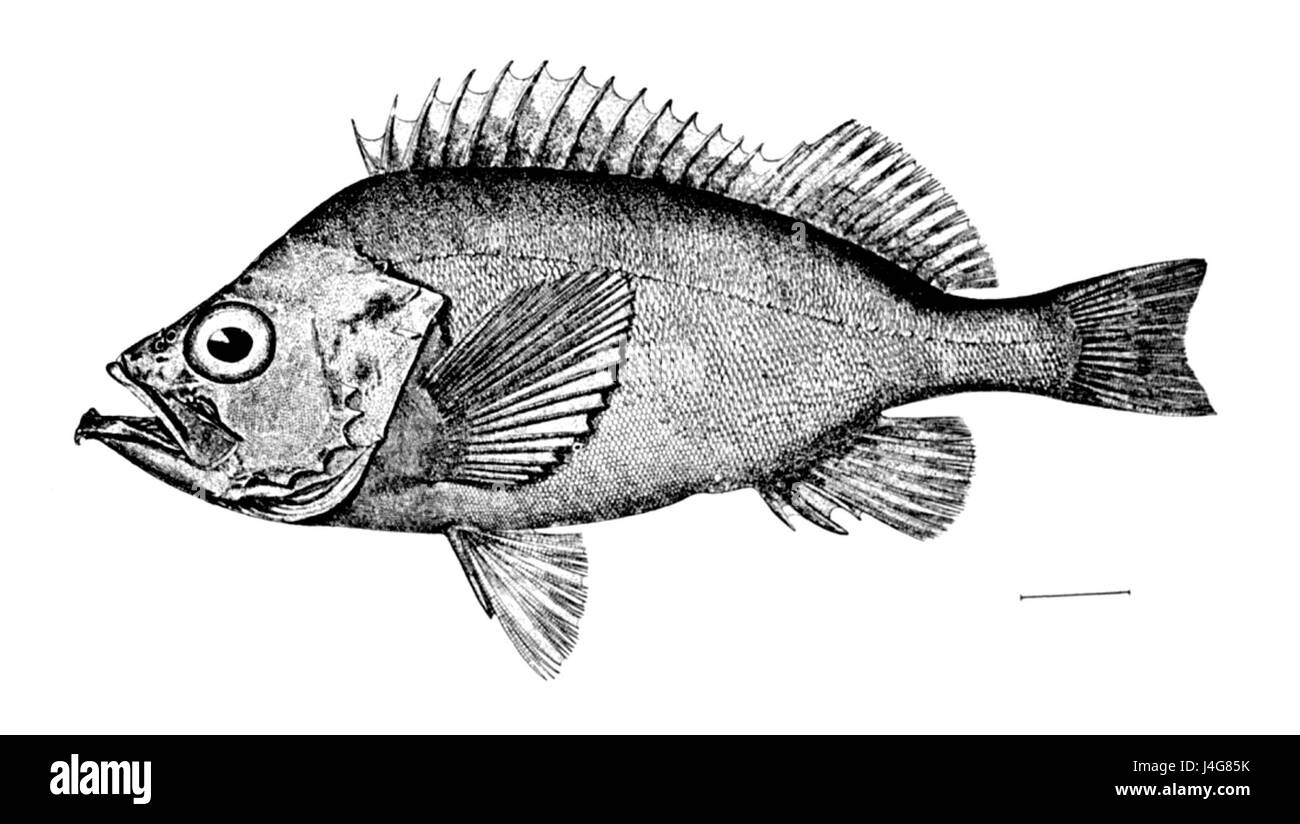 Sebastes marinus hi-res stock photography and images - Alamy