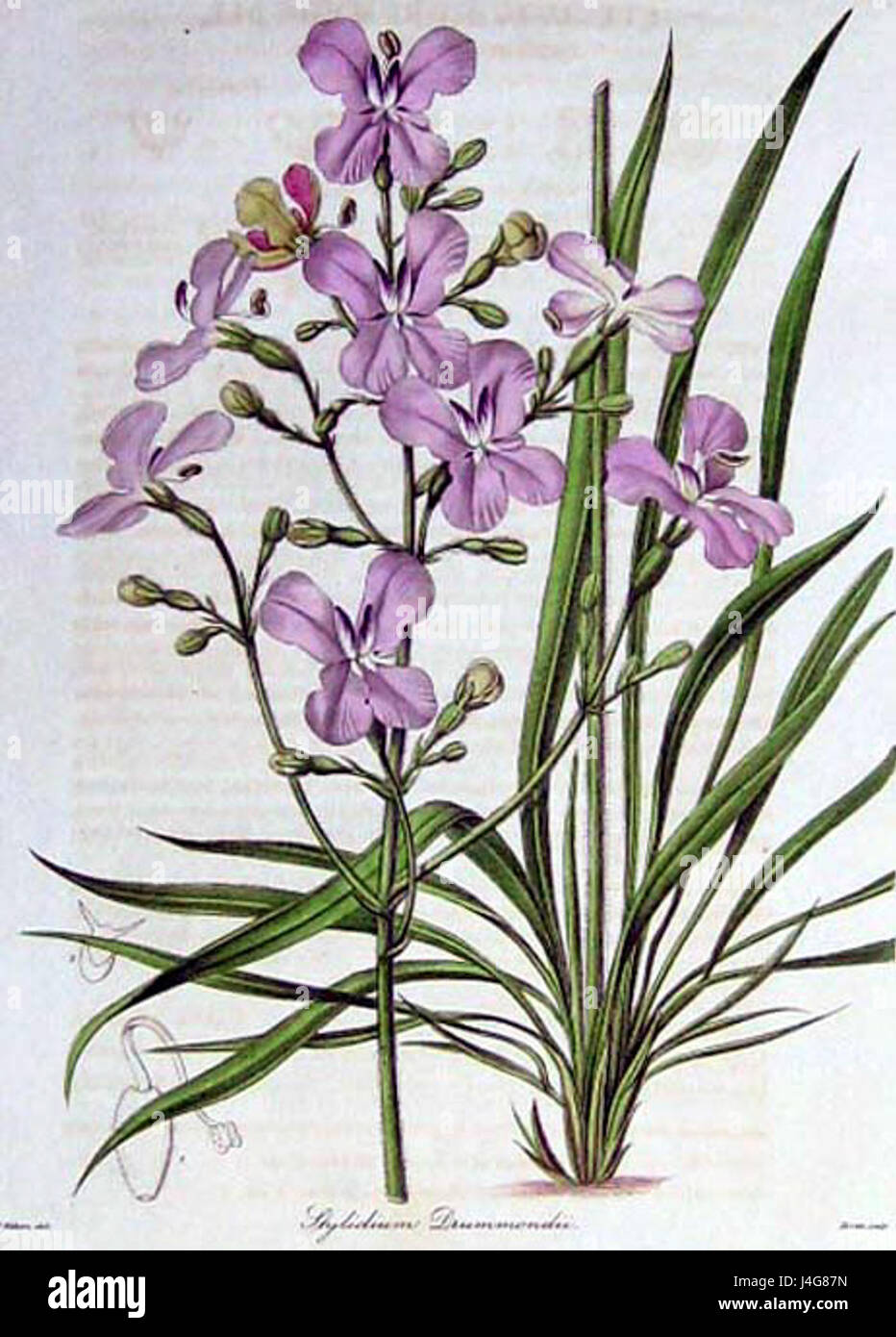 Stylidium hi-res stock photography and images - Alamy