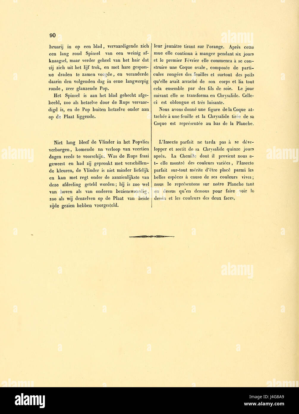 Sepp Surinaamsche vlinders pl 041 text2 Histioea cepheus Stock Photo ...