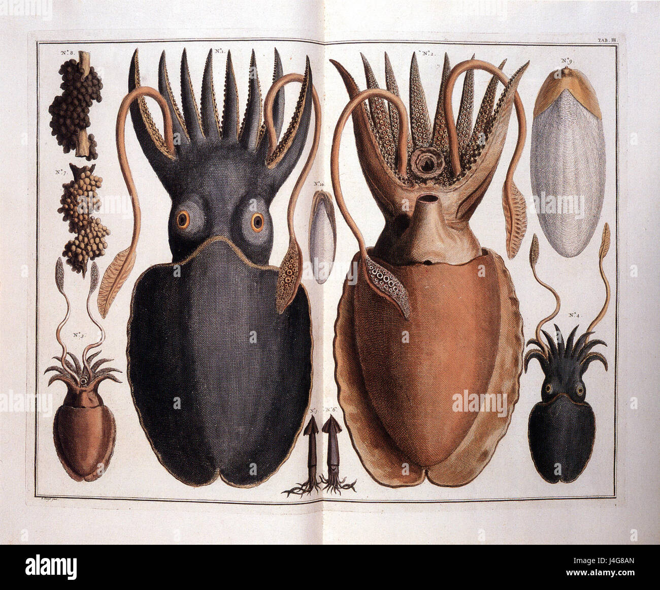 Understanding molluscan biodiversity hi-res stock photography and ...