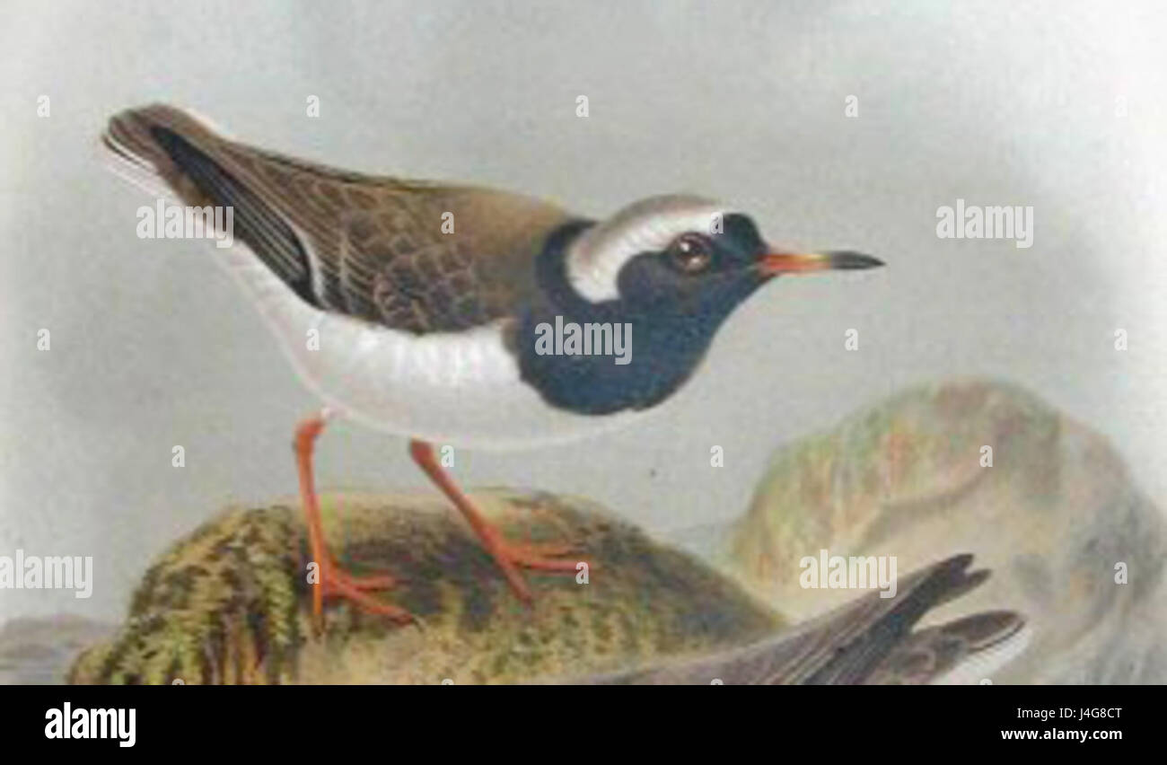 The Shoreplover is a species of bird native to New Zealand, recognized ...