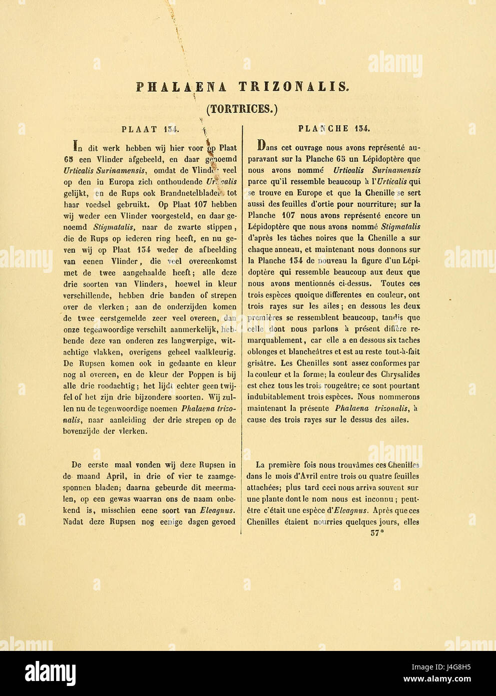 Sepp Surinaamsche vlinders pl 134 text1 descr. as Phalaena trizonalis ...