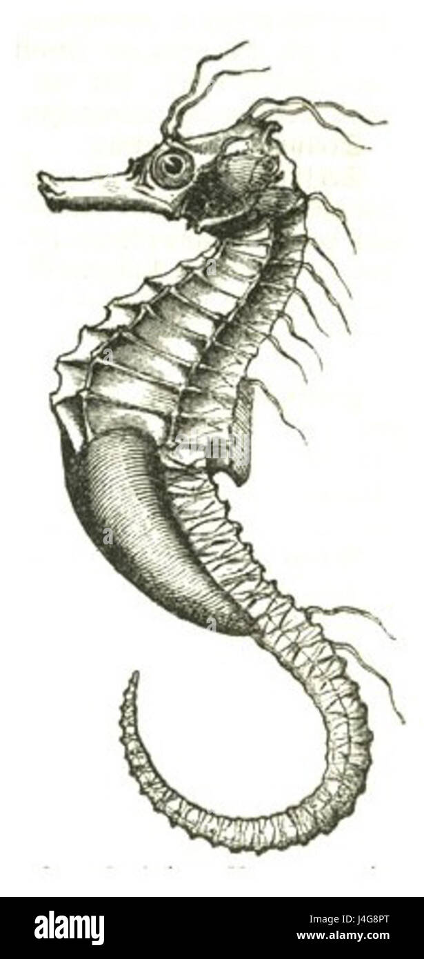 Seahorse anatomy hi-res stock photography and images - Alamy