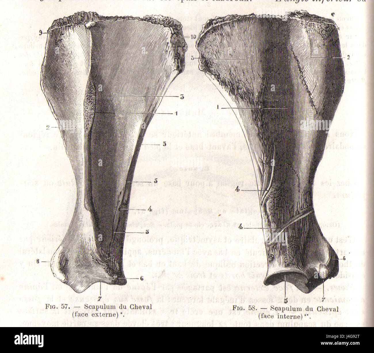 Scapulum hi-res stock photography and images - Alamy