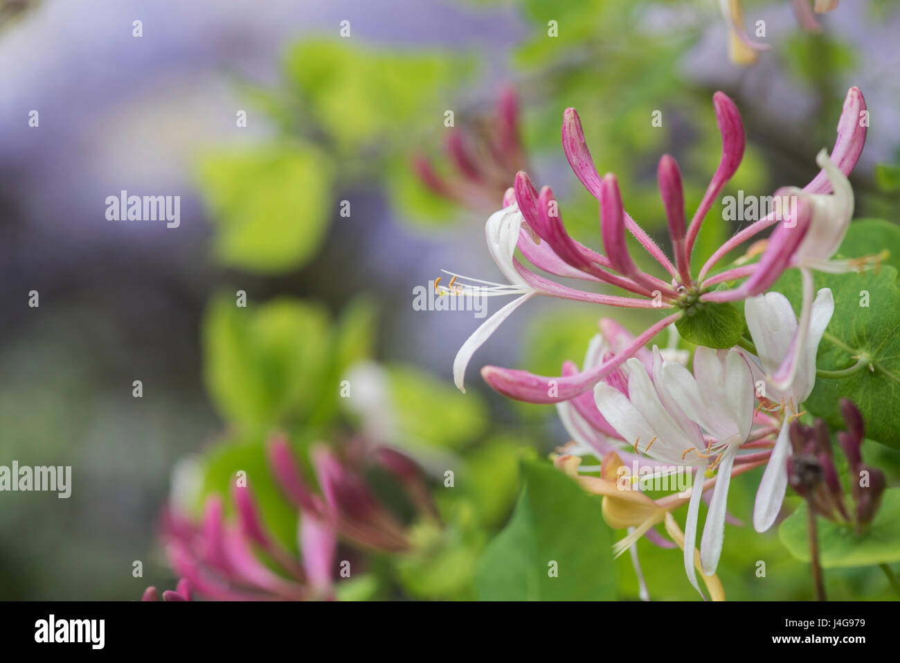 Lonicera. Honeysuckle in flower Stock Photo - Alamy