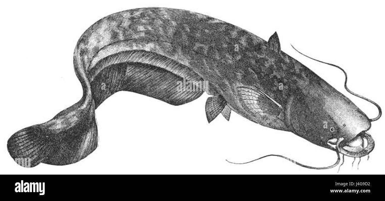 Catfish anatomy hi-res stock photography and images - Alamy
