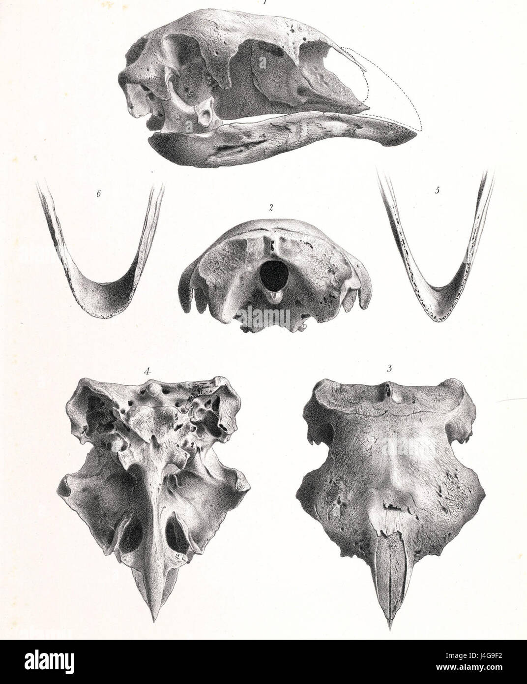 The stout-legged moa is an extinct species of flightless bird from New ...