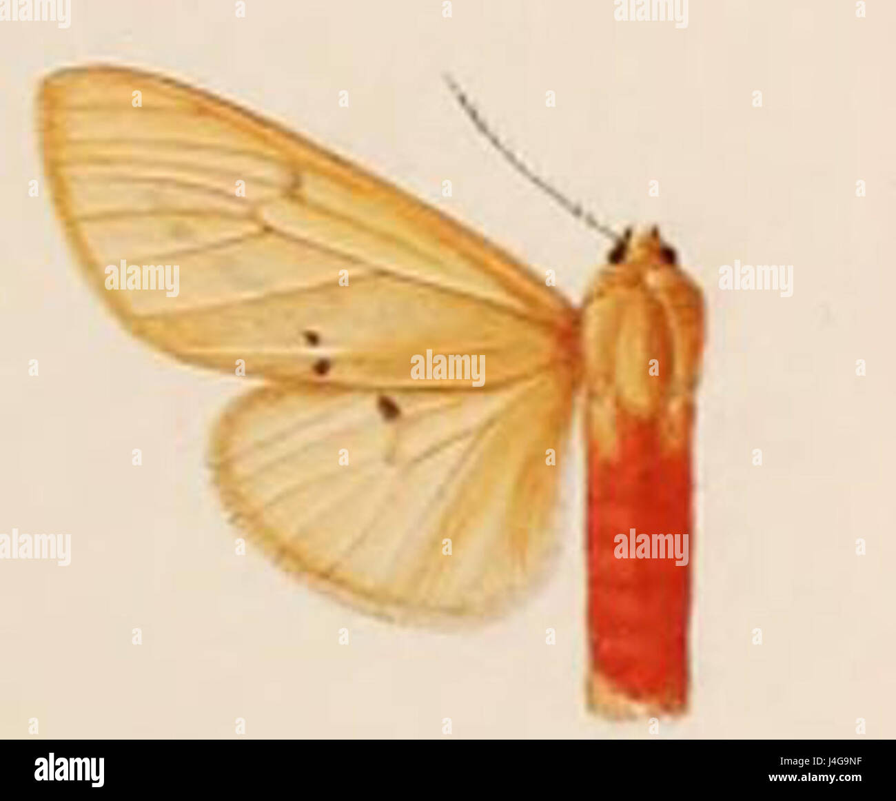 Semperi hi-res stock photography and images - Alamy