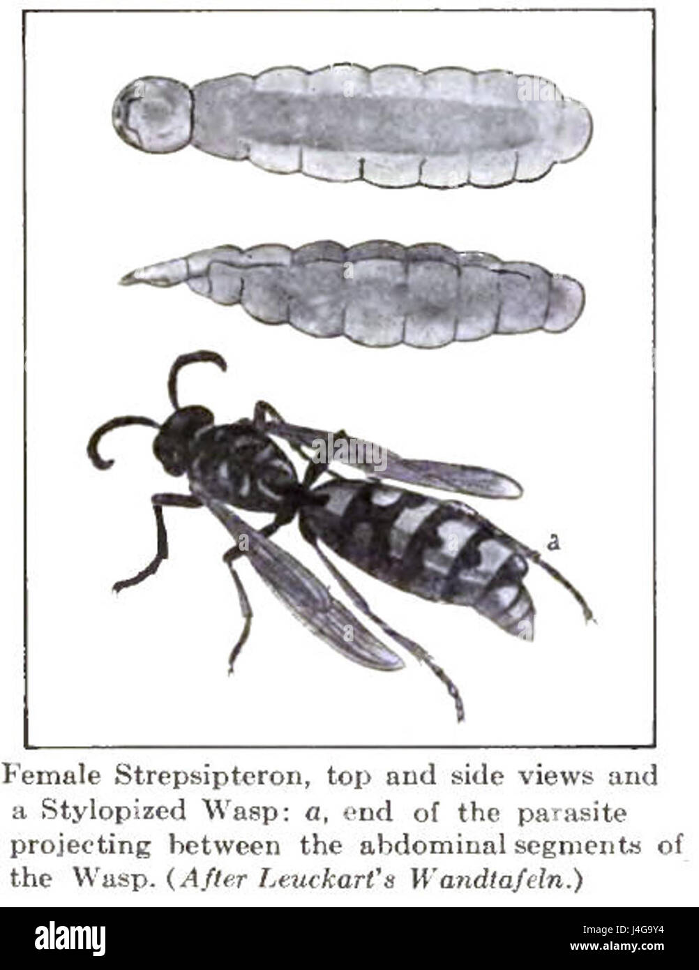 Strepsiptera refers to a group of parasitic insects, and 'Fem' likely ...