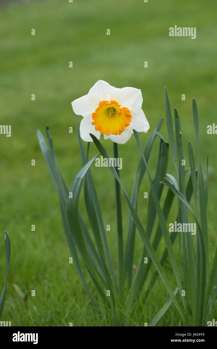 Narcissus 'Velasquez'. Large Cupped Daffodil Stock Photo - Alamy