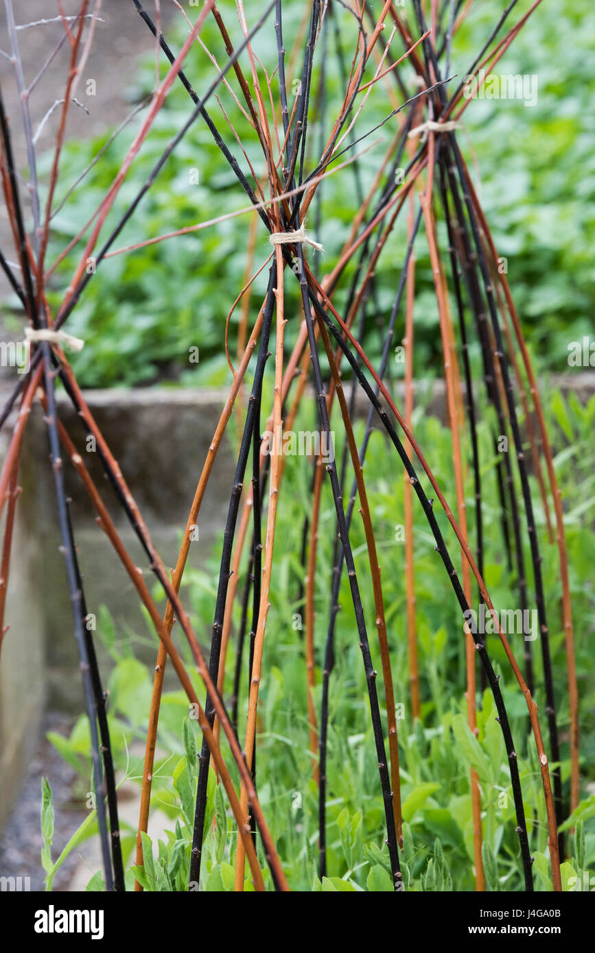 Pea plants frames hi-res stock photography and images - Alamy