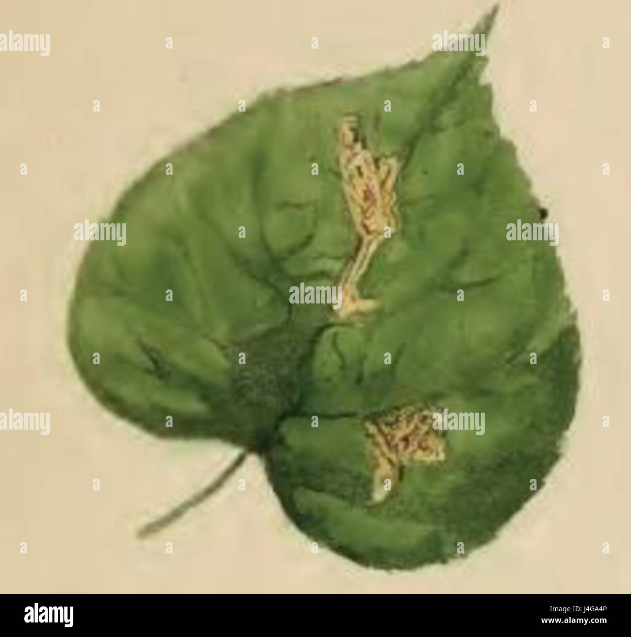 Lime stock photo art hi-res stock photography and images - Alamy