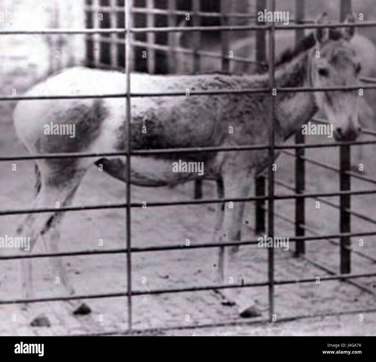 The Syrian Wild Ass, a critically endangered species, is housed at the ...