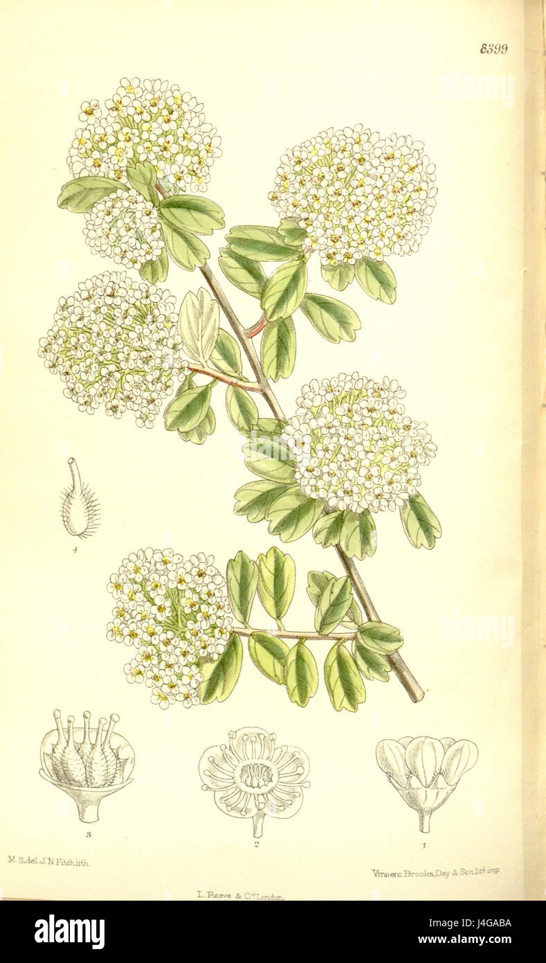 Spiraea wilsoni, identified by its unique floral characteristics, is a ...