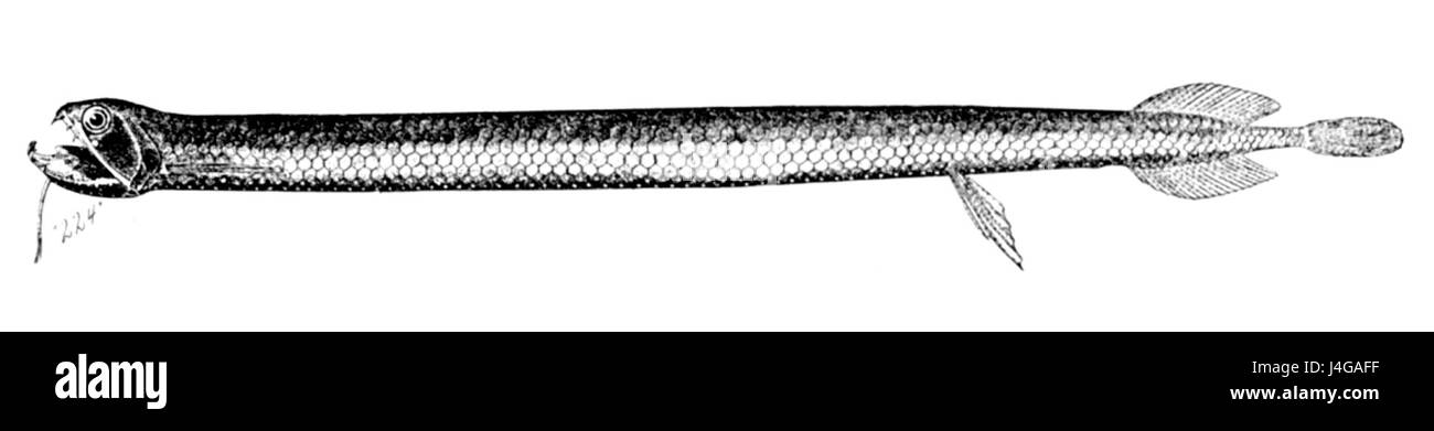 Stomias Boa Boa High Resolution Stock Photography and Images - Alamy