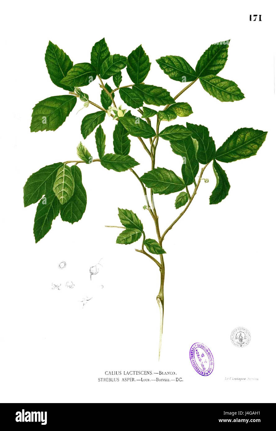 Streblus asper, commonly known as the Siamese rough bush or siamensis ...