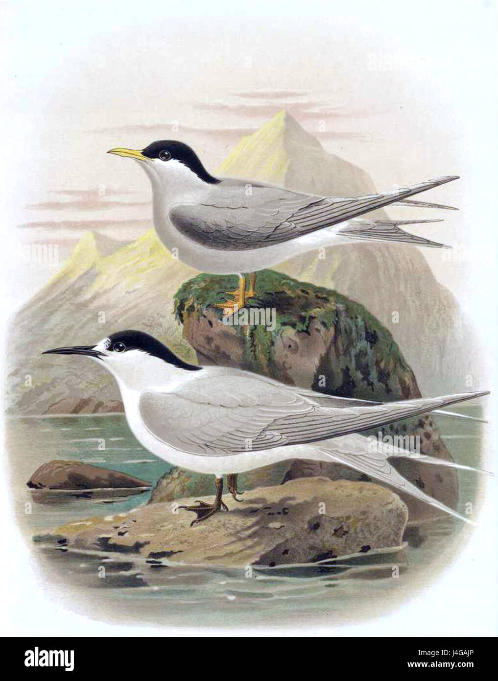 Sterna line hi-res stock photography and images - Alamy