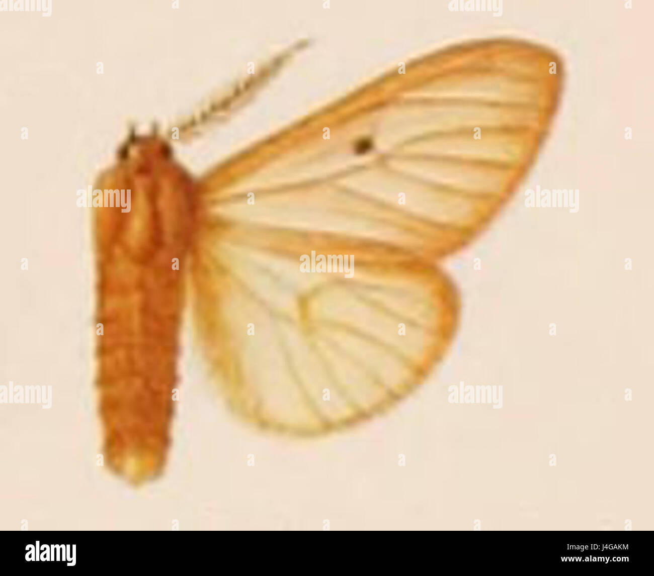 Distinctive pale markings hi-res stock photography and images - Alamy