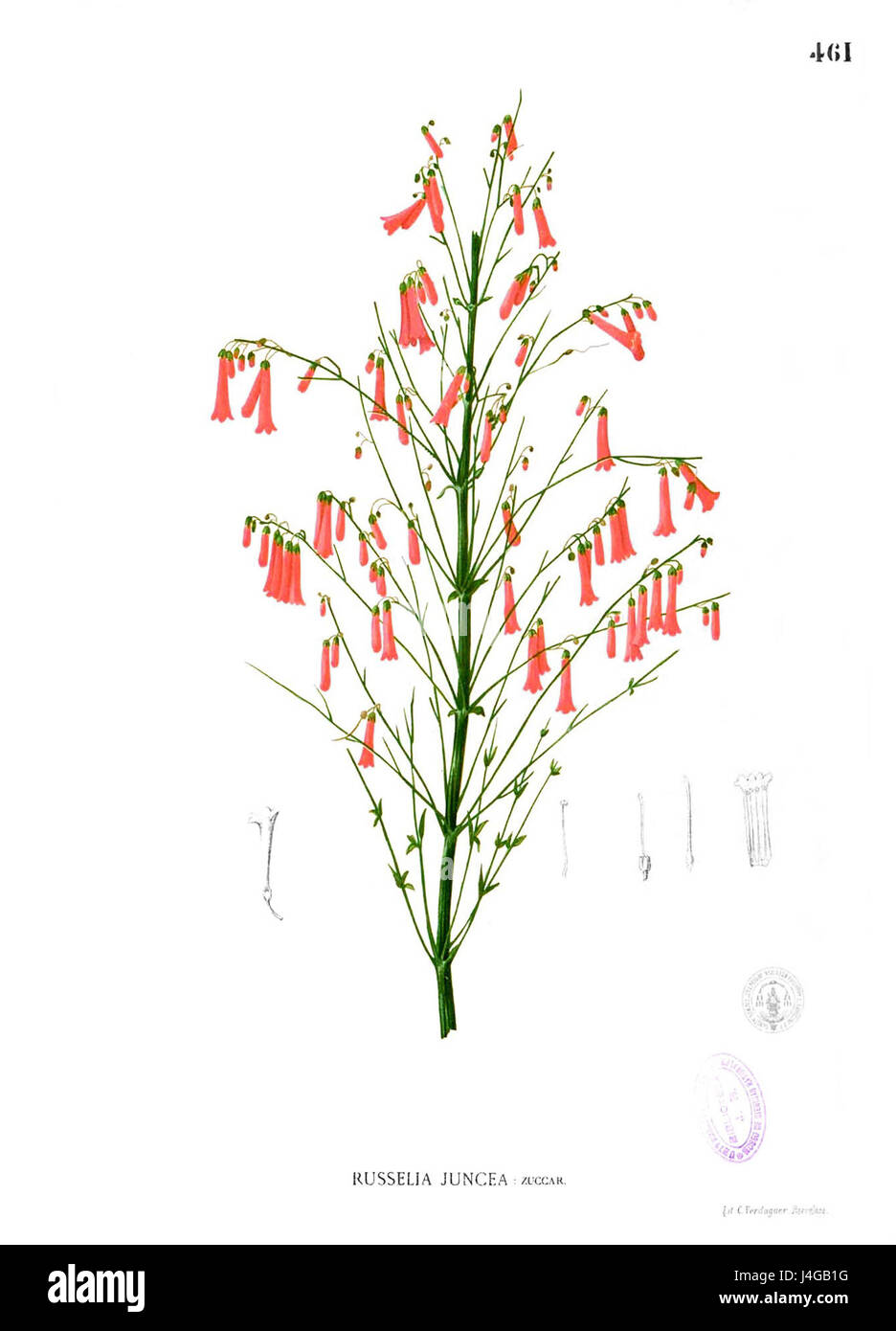 Ornamental catalog Cut Out Stock Images & Pictures - Alamy