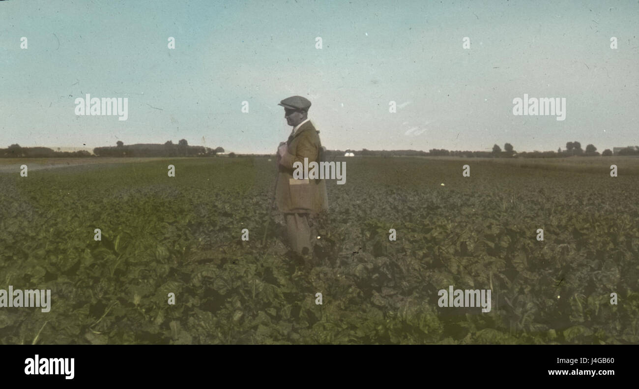 Sugar beet field hi-res stock photography and images - Alamy
