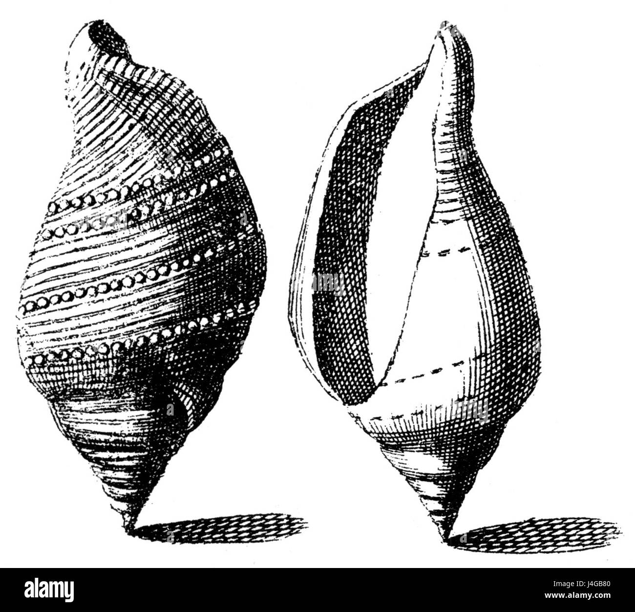 A detailed image of the Strombus marginatus, a species of sea snail ...