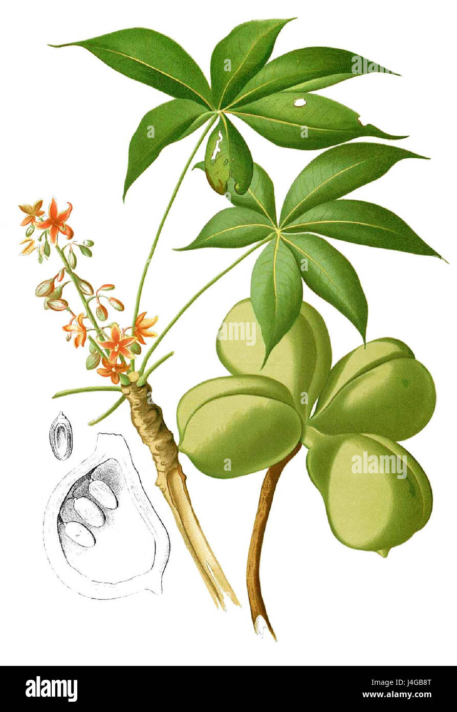 Sterculia fruits hi-res stock photography and images - Alamy