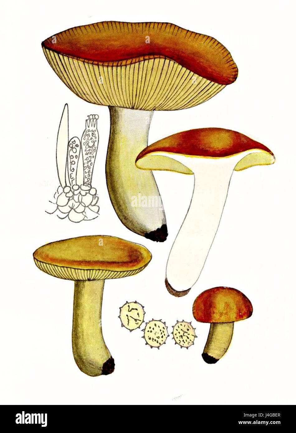 Russula aurata is a species of mushroom within the Russulaceae family ...