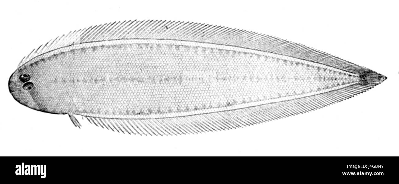 Symphurus hi-res stock photography and images - Alamy