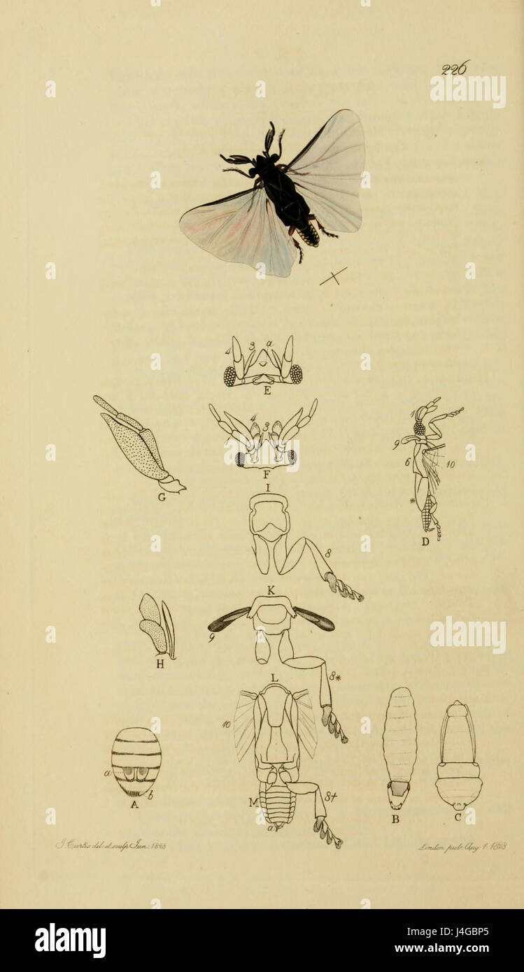 Stylops hi-res stock photography and images - Alamy