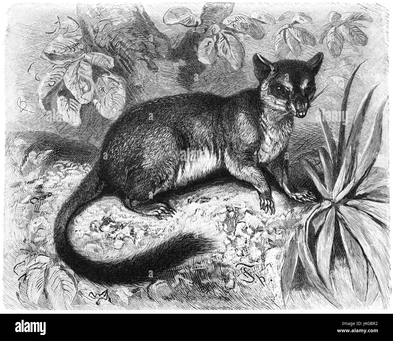 Sketch and study hi-res stock photography and images - Alamy