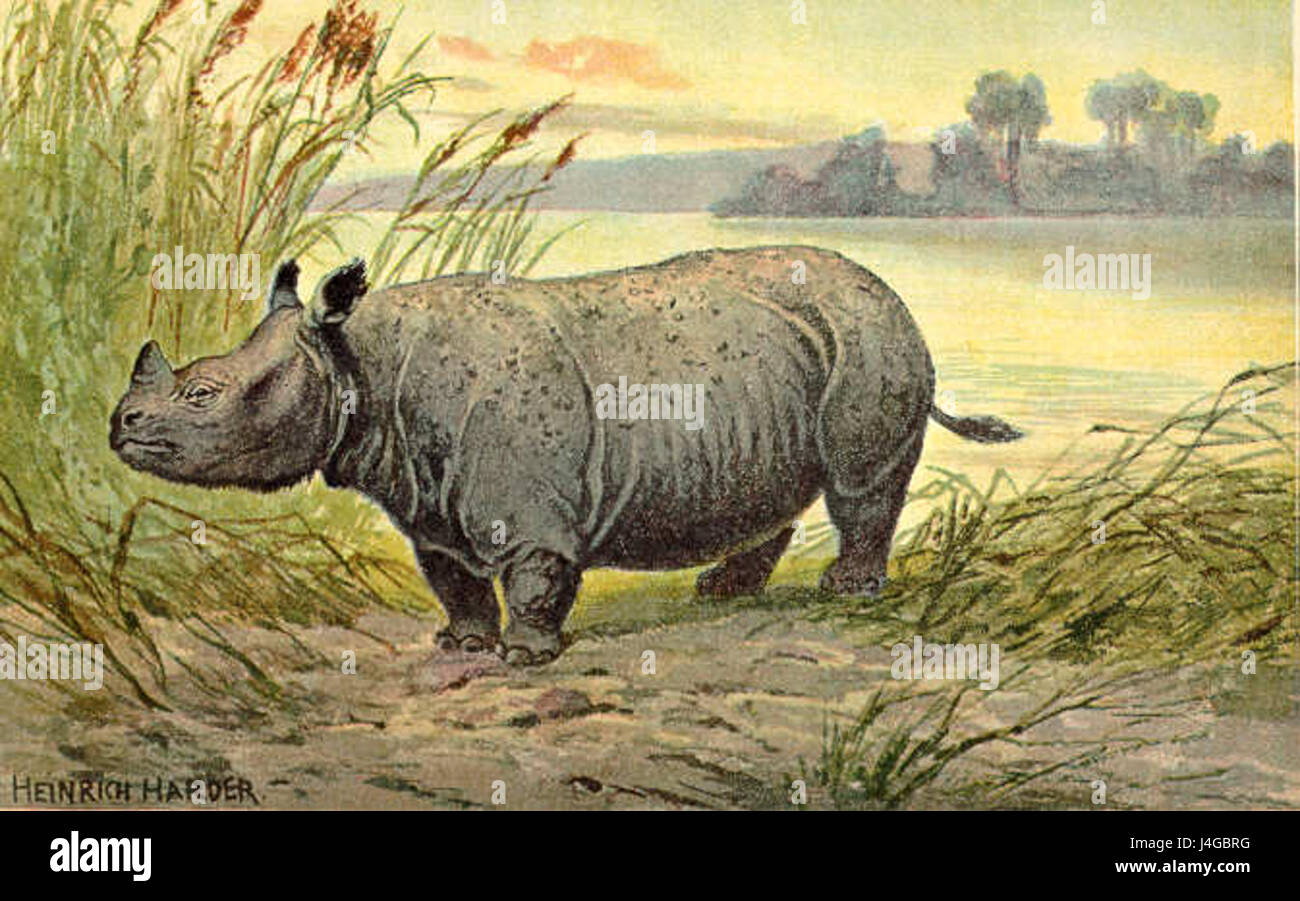 Teleoceras was a genus of prehistoric rhinoceros that lived during the ...