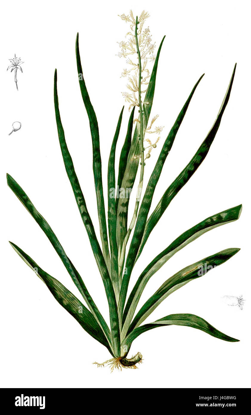 Sansevieria zeylanica hi-res stock photography and images - Alamy