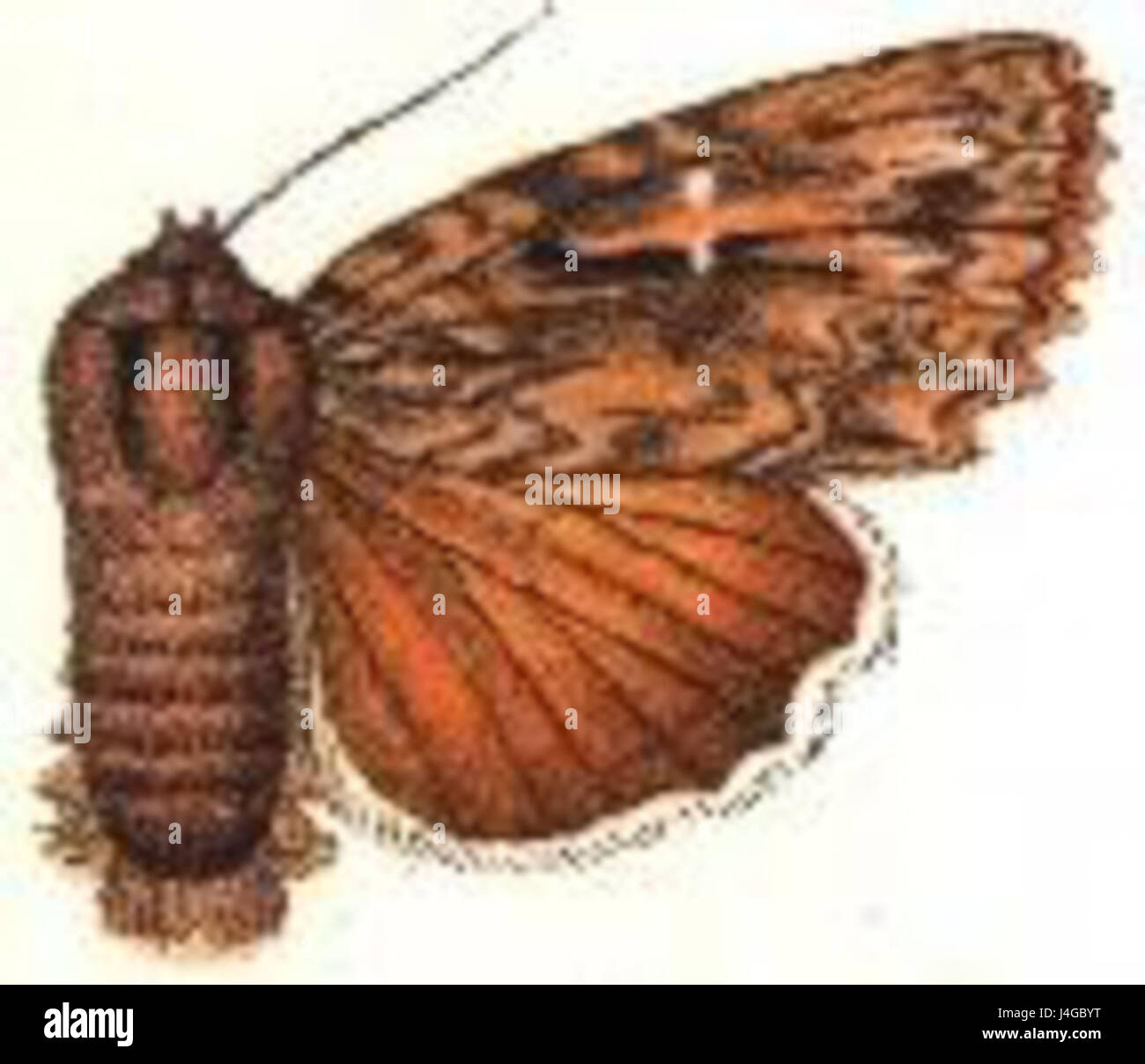 Syntomopus hi-res stock photography and images - Alamy