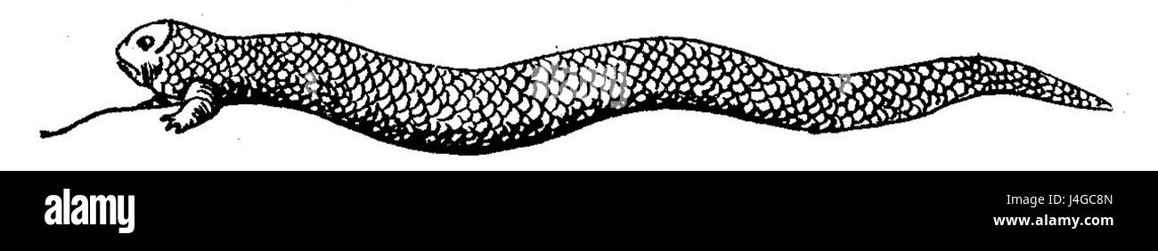 The Tatzelwurm is a mythical creature, often described as a serpent ...