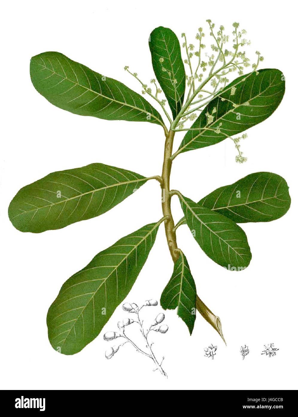 The image shows the cropped view of Semecarpus microcarpa Blanco, a ...