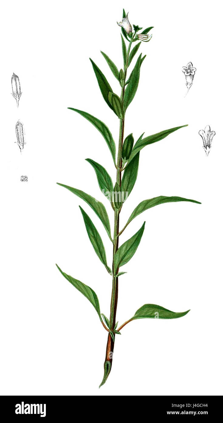 Sesamum indicum illustration hi-res stock photography and images - Alamy