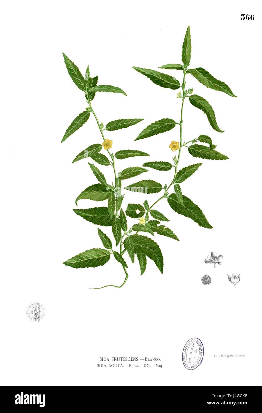 Sida Acuta Look Alikes